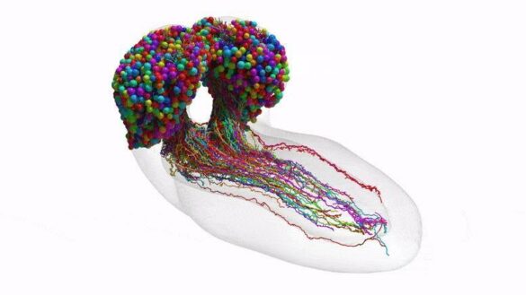 Unlocking the Mysteries of the Insect Brain: The First Complete Map and ...