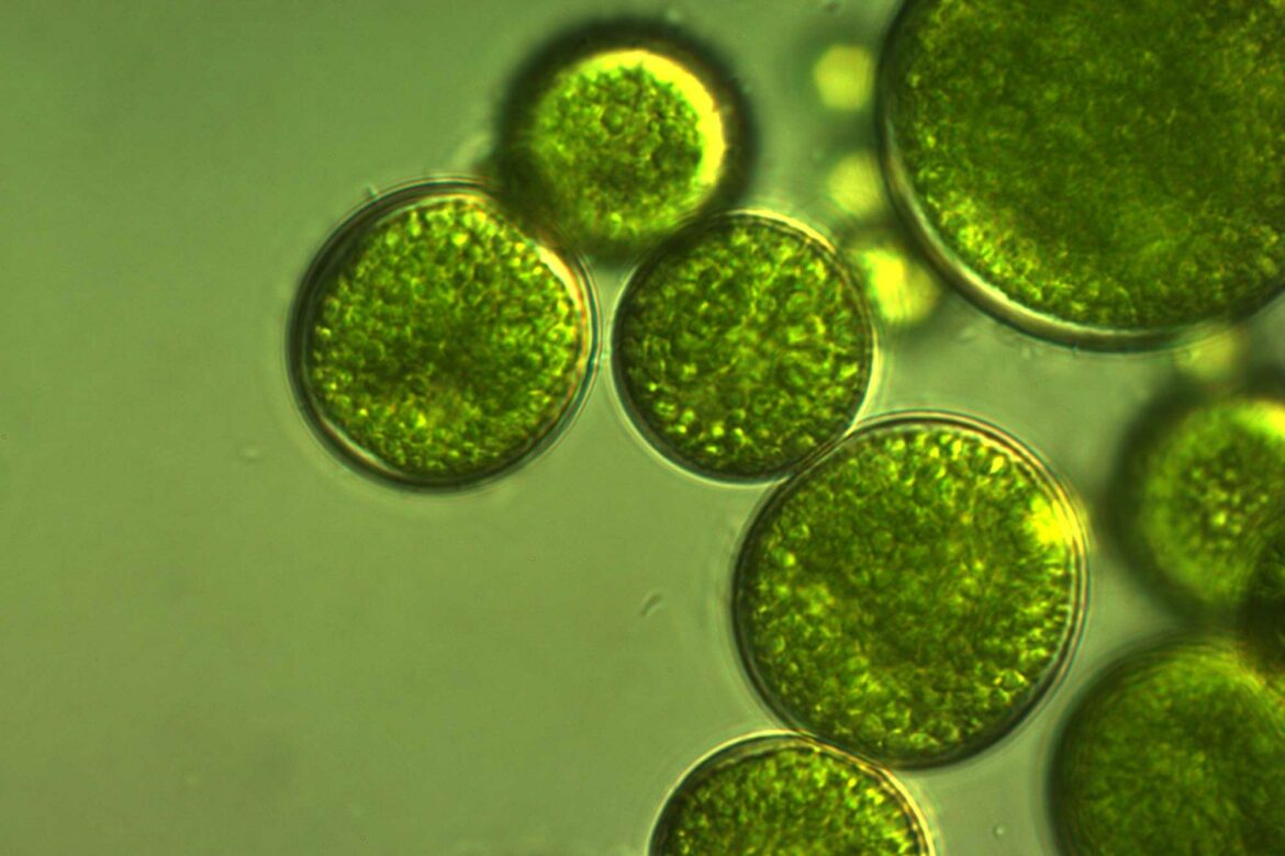 Discover Why Microalgae Could be the Superfood of the Future - SciTechPost