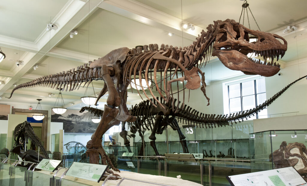 American Museum Of Natural History - SciTechPedia - Encyclopedia of Science and Technology