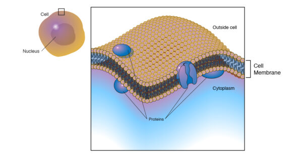 Cell Membranes - SciTechPedia - Encyclopedia of Science and Technology
