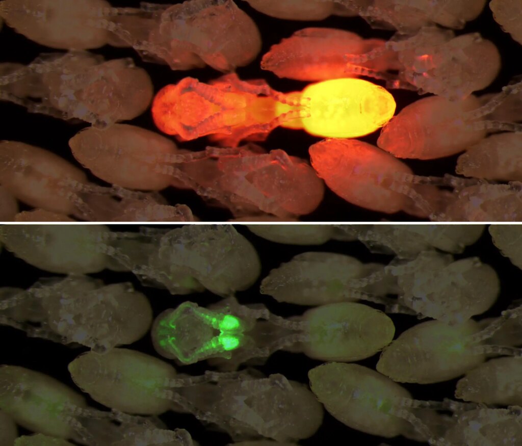 The Remarkable Pheromone Response and Communication in Ant Brains ...