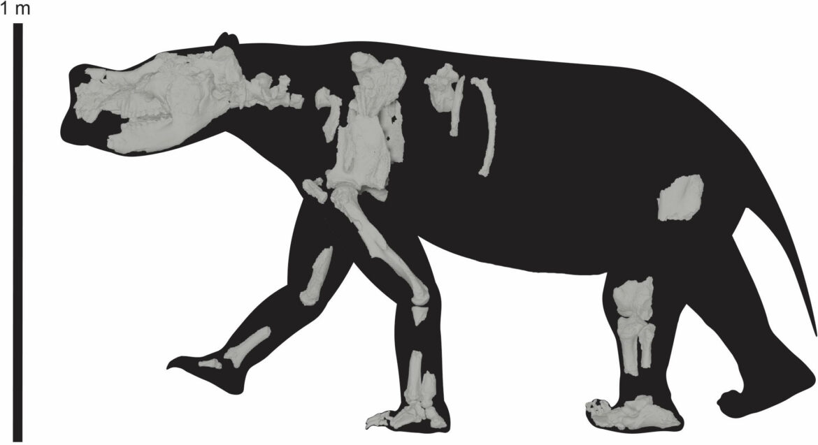 Australia's First Long-Distance Walker Unearthed - A Fascinating ...