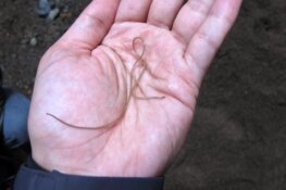 New DNA Evidence: Previously "Extinct" Houting Fish Still Exists ...