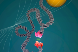 New DNA Evidence: Previously "Extinct" Houting Fish Still Exists ...