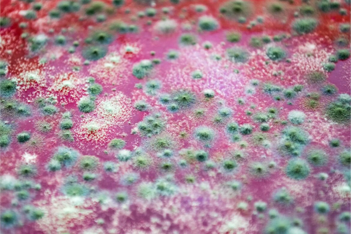 Novel Method to Outmaneuver Fungal Resistance - Researchers Find a ...