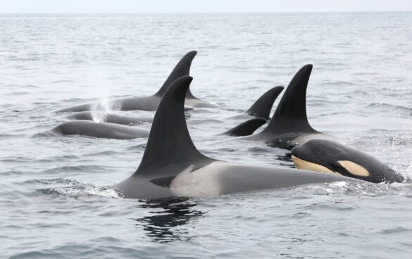 Ancient Orca Oasis: Scientists Discover 20,000 Years Old Refugium in ...