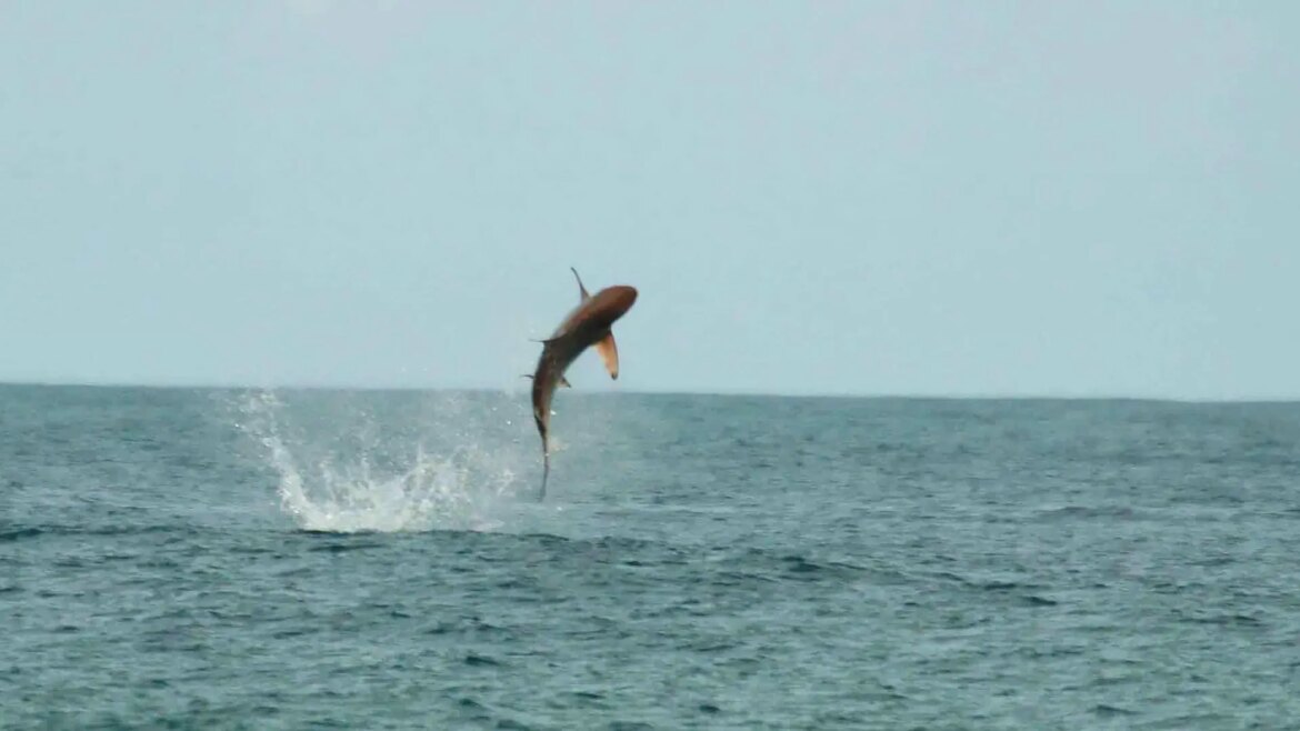 Sharks Near NASA’s Florida Spaceport: 7 Fascinating Facts - SciTechPost