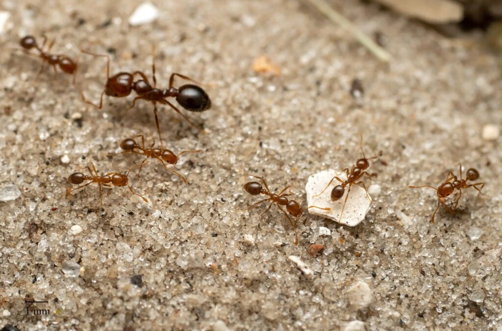 European Infiltration by Red Fire Ant Confirmed – The Species Poses ...