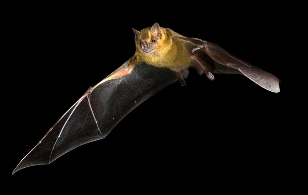 Unveiling the Genetic Mechanisms Behind Bats' Resistance to Disease and ...