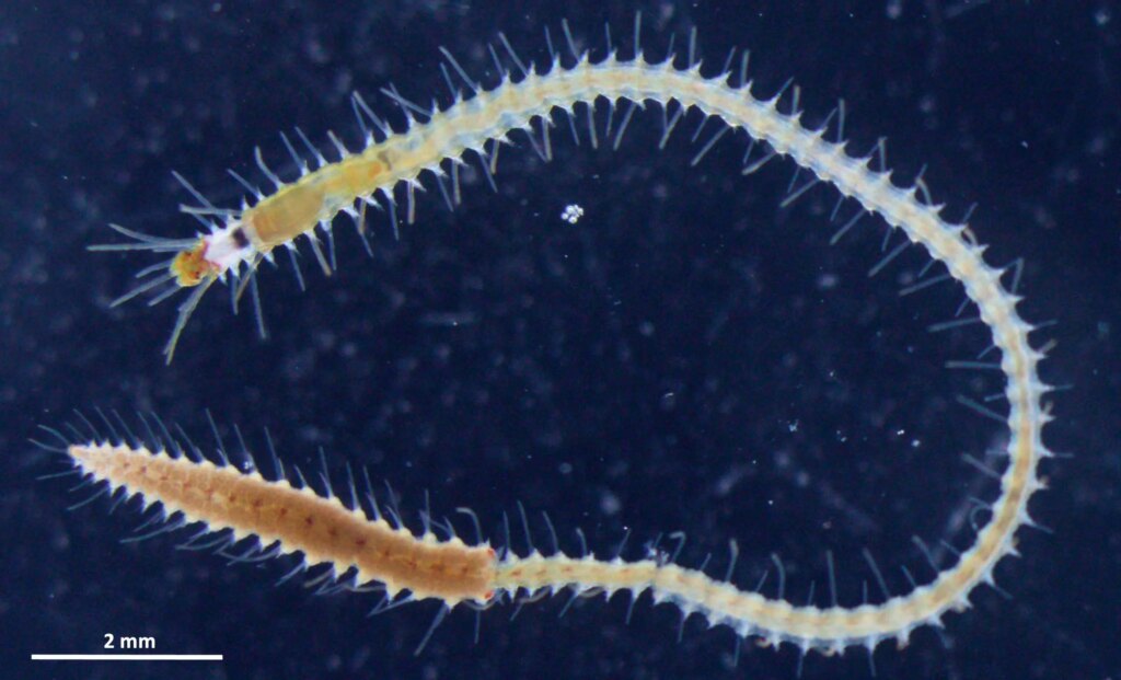 Investigating the Peculiar Phenomenon of Swimming Worm Segments: An ...