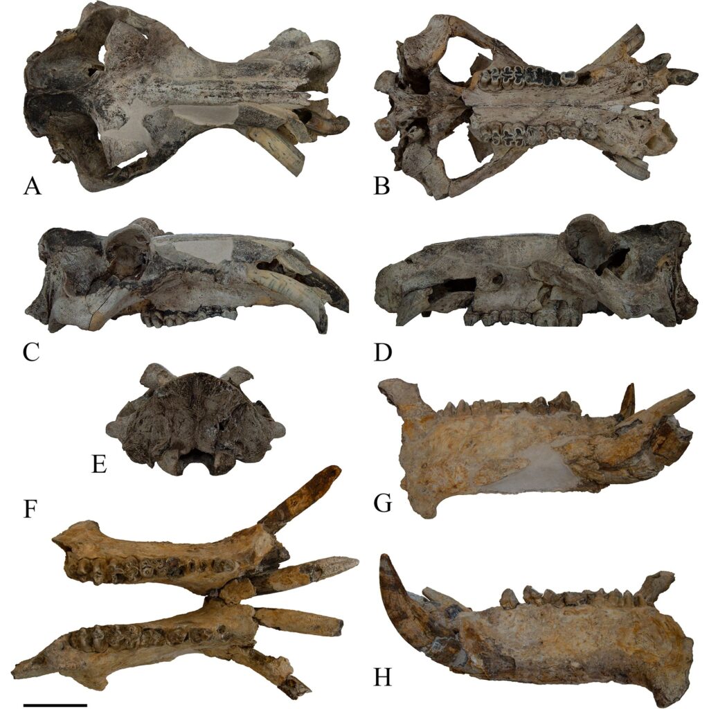 "Revealing the Mystery of Europe's Oldest Hippo: Solving the Enigma of ...