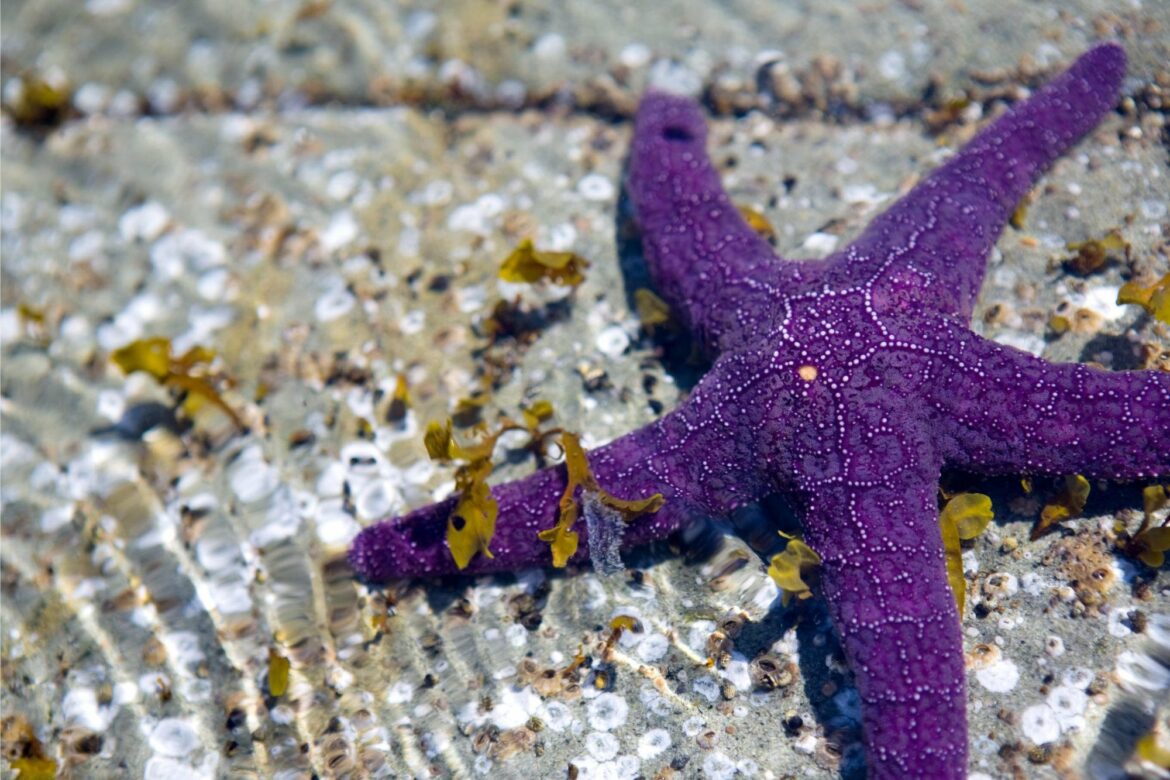 Unveiling the Enigmatic Anatomy of Starfish: Stanford Researchers ...